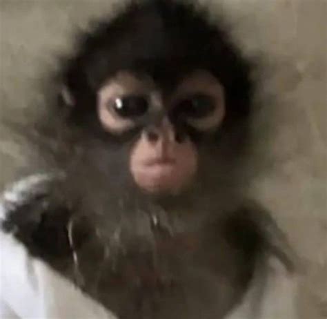 8 Ideas De Mono Meme Imágenes Divertidas De Monos Humor De Animales