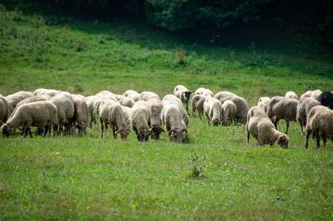 Herd Of Sheep Grazing The Lush Green Grass Stock Image Image Of Green Countryside 271207343