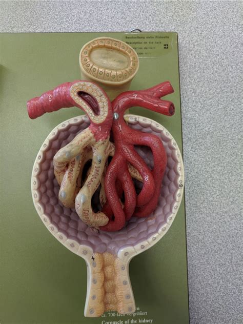 Glomerulus Diagram Quizlet