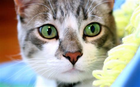 Зеленые глаза кошки Основной цвет обоев Синяя Элис