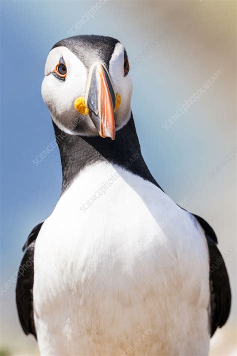 Puffin Stock Image C058 8065 Science Photo Library