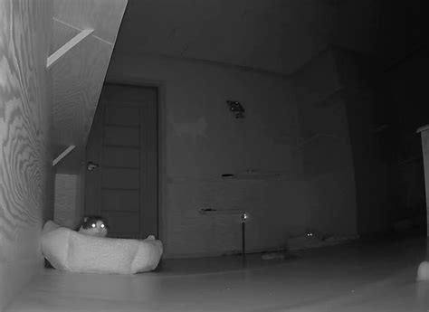 천안 고양이책방 분홍코 🐈 아이들과의 이별은 정말 느닷없이 오네요 집사님들 글만 봐도 힘듭니다 같이 울게되네요 남의 일이 아니니까요 여러분 절대