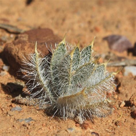 Gethyllis Setosa For Sale My Home Nature