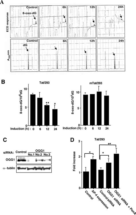 Reduction In The Levels Of Oxo Dg By Tat A Electrochemical