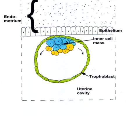 Implantation And Germ Layers Flashcards Quizlet