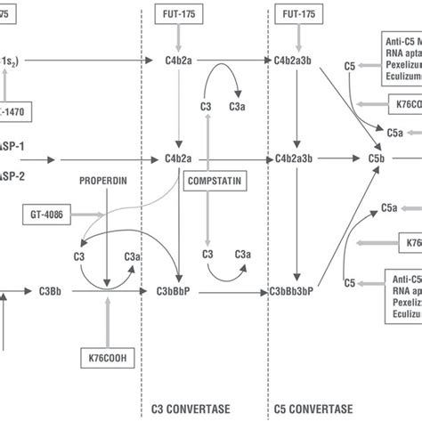 Shows The Sites By Which Both Fluid Phase C4 Binding Protein [c4bp] Download Scientific
