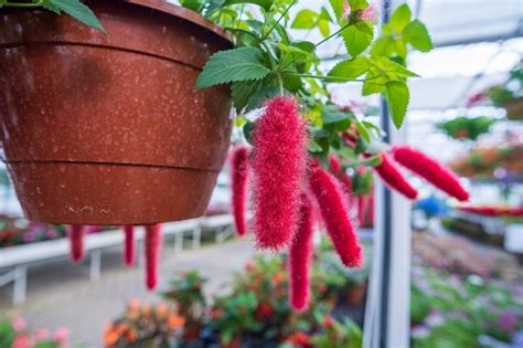 현대 온실에서 꽃의 클로즈업입니다 꽃을 재배하기위한 온실 화초 재배 산업 0명에 대한 스톡 사진 및 기타 이미지 0명 꽃 나무 꽃 식물 Istock