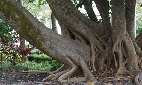 Sexual Trees That Prove Mother Nature Has A Dirty Side FullRedneck