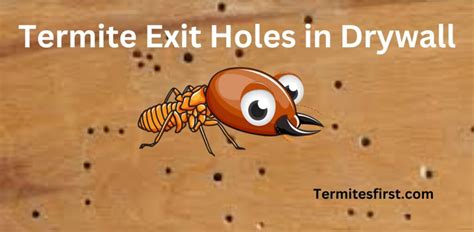 Termite Drywall Damage Identifying And Repairing Expert Guide