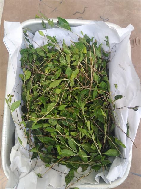 දේශීය වෛද්‍ය විශ්වවිද්‍යාලයේ ශිෂ්‍යයාවක් වන මම අධ්‍යන කටයුතු සිදුකරන අතරතුර මා විසින් ගාල්ල ප්