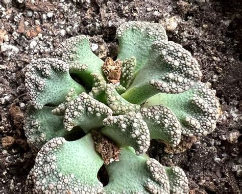 Why Are My Succulent Arrangement Leaves Droopy 💧