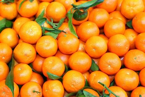 39 Types Of Oranges From A To Z With Photos Live Eat Learn