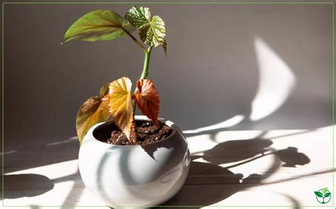 Begonia Corallina Species Profile And Care Guide Plant Index