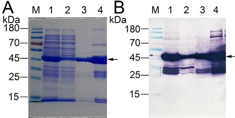 Purification Of Soluble Chi42 By Ni Nta Affinity Chromatography A Download Scientific