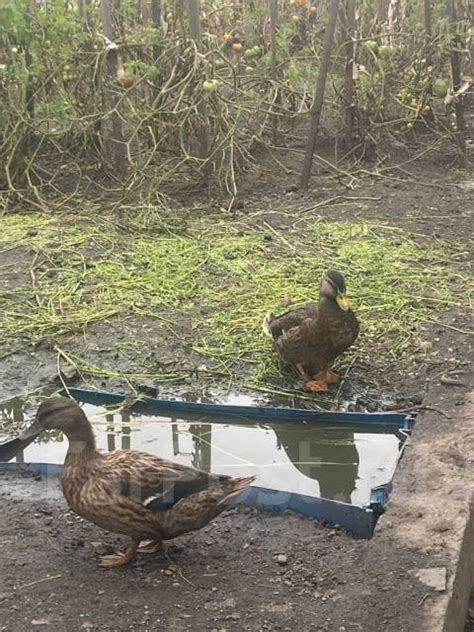 Подсадные утки, в наличии. Цена: 5 000₽ в Хабаровске