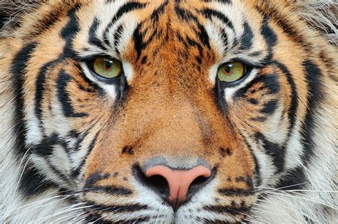 Sumatran Tiger Facts About Indonesias Last Tiger