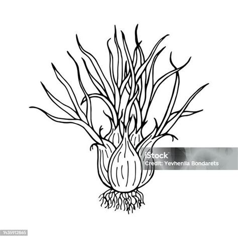 가족 양파 벡터 스톡 일러스트 레이 션 Eps10 윤곽선 흰색 배경에 격리 손으로 그렸다 0명에 대한 스톡 벡터 아트 및 기타 이미지 Istock
