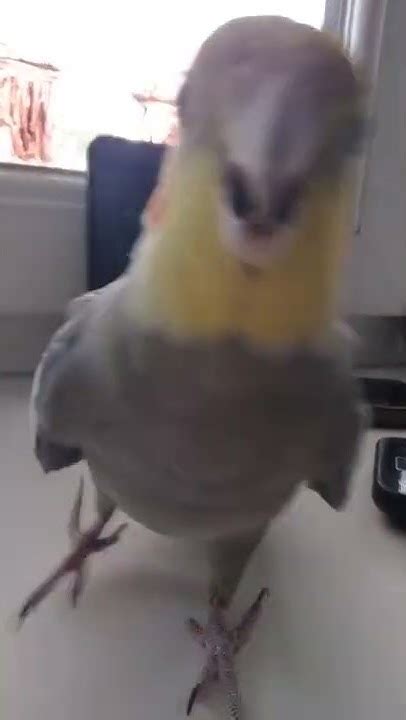 კოკო Youtube