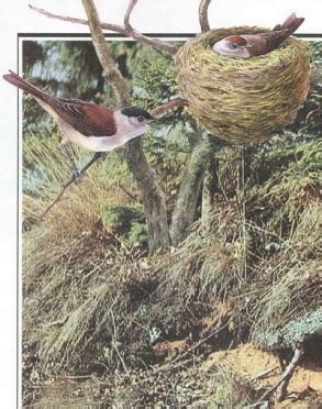 Читать "Великан на поляне или первые уроки экологической этики ...