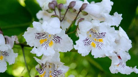 New Study Reveals The Best Trees For Reducing Air Pollution Homes And Gardens