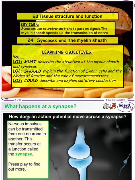 Lesson 24 Myelin Sheath Pdf
