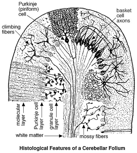 Purkinje Fibers Cerebellum