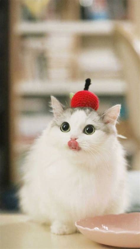 Tổng Hợp 99 Hình Nền Mèo Cute Cho điện Thoại Máy Tính