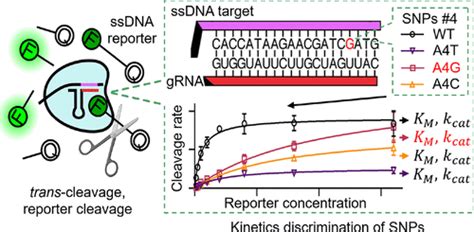 Detection And Discrimination Of Single Nucleotide Polymorphisms By