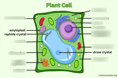 Biology Lab Midterm Plant Cell Diagram Quizlet