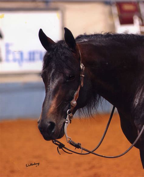 Anette Dawn Wallpapers Wallpapersafari