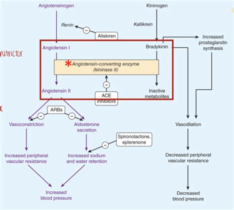 Antihypertensive Drug Listdrrose Flashcards Quizlet