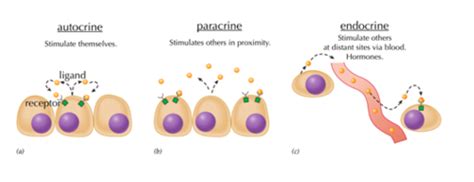 Exam 4 Cell Signaling Flashcards Quizlet