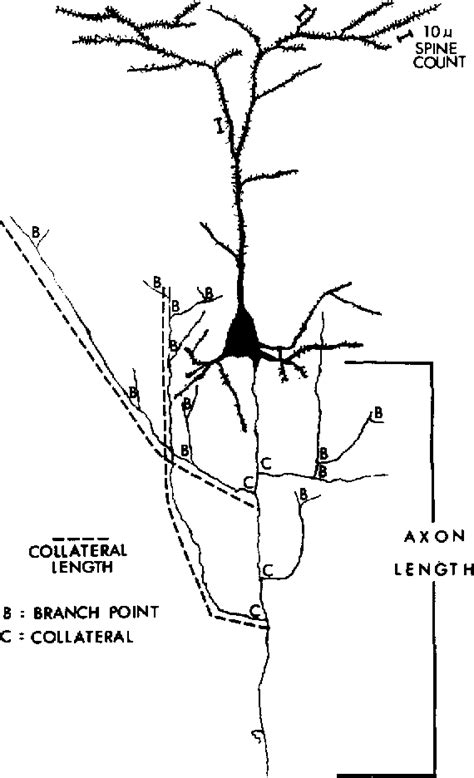 Axon Collaterals