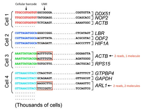 单细胞计数矩阵是如何生成的？（二） Csdn博客