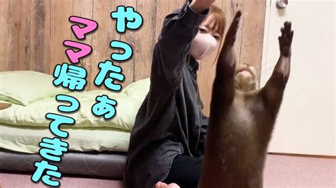 ママが3日ぶりに帰ってきたのではしゃぎすぎたカワウソ Youtube