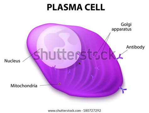 Structure Plasma Cell Stock Illustration 180727292 Shutterstock
