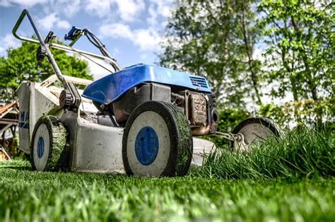 What S The Difference Between Grass And Weeds Difference Digest