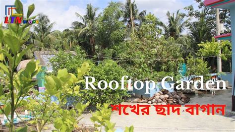 ছাদ বাগান থেকে কি কি ফল পারলাম। Rooftop Garden Bangladesh Ltn Blogs Youtube