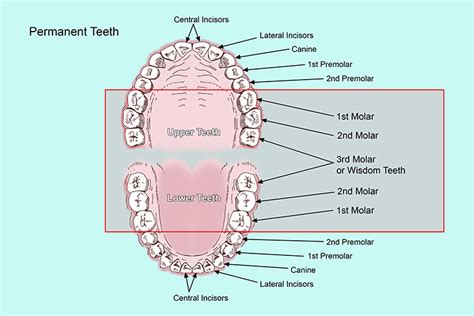 Molars Are The Large Teeth That Crush Food Into Small Pieces