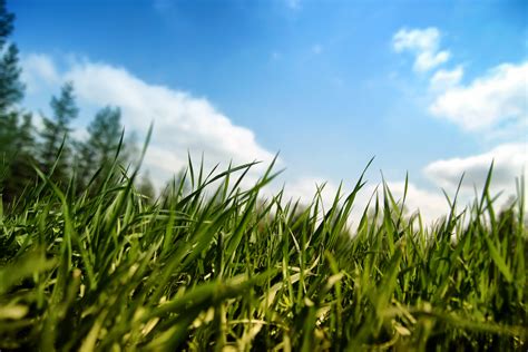 Nature Macro Grass Wallpapers Hd Desktop And Mobile Backgrounds