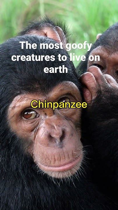 The Most Goofy Creatures To Ever Live Youtube
