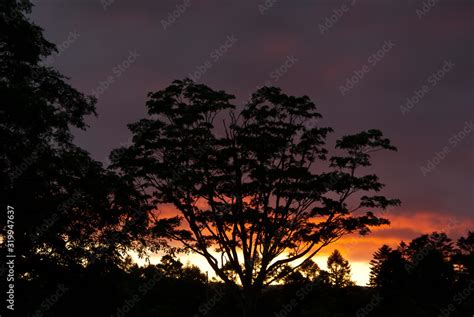 真っ赤な夕焼けと木のシルエット foto de Stock Adobe Stock