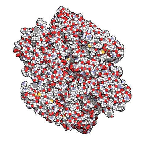 Coagulation Factor Xiii Fxiii A Subunits Molecular Structure Crosslinks Fibrin After