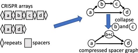 A Schematic Diagram To Demonstrate How To Generate A Compressed Spacer Download Scientific