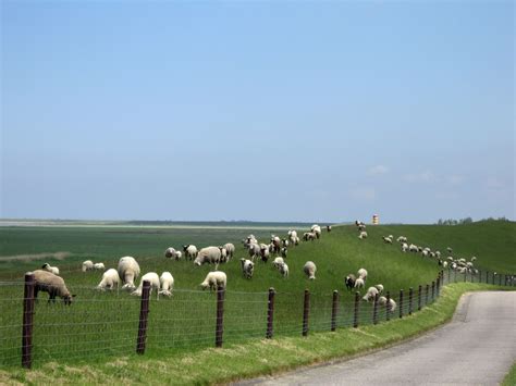 Schafe am Deich kurz vor Pilsum. | Ostfriesland urlaub, Nordsee bilder ...