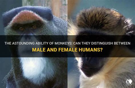 The Astounding Ability Of Monkeys Can They Distinguish Between Male And Female Humans PetShun