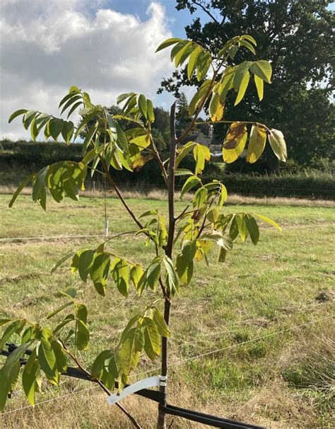 Our Orchards Good Small Farms