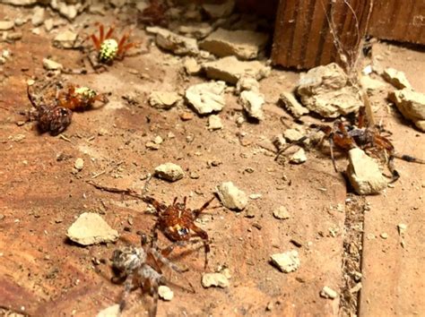 How To Remove Mud Wasp Nest