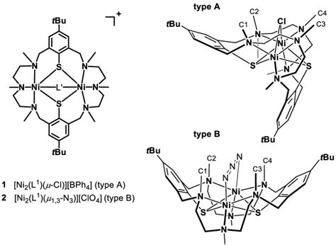 Complexes 1 And 2 Supported By The Macrocycle L 1 2 And Download Scientific Diagram