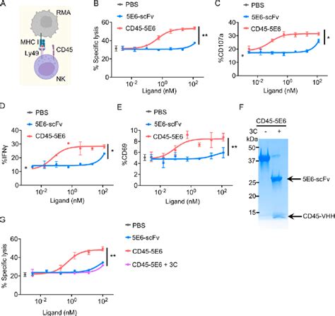 Functional Properties Of Cd45−5e6 In Mouse Nk Cells A Schematics Of Download Scientific